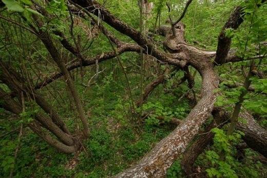 Nature reserve Belogorye – russiangeography.com